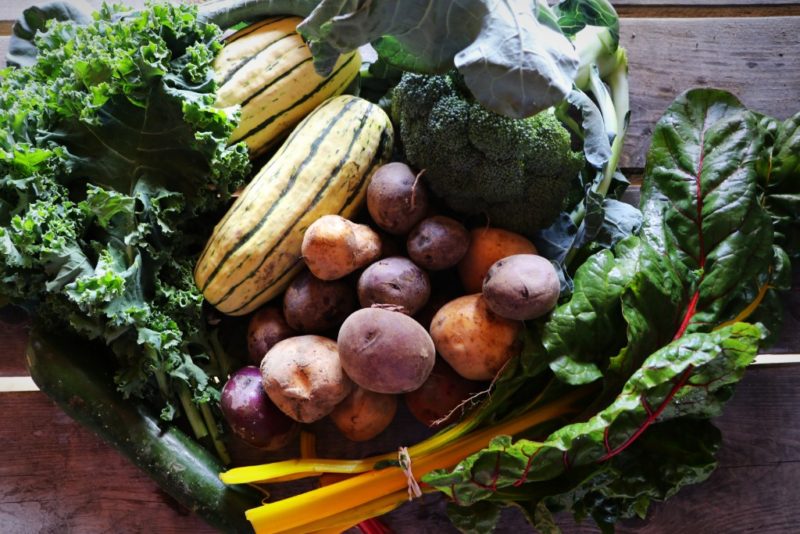 Farm Camp | Wolfe's Neck Center | Sustainable Coastal Farming