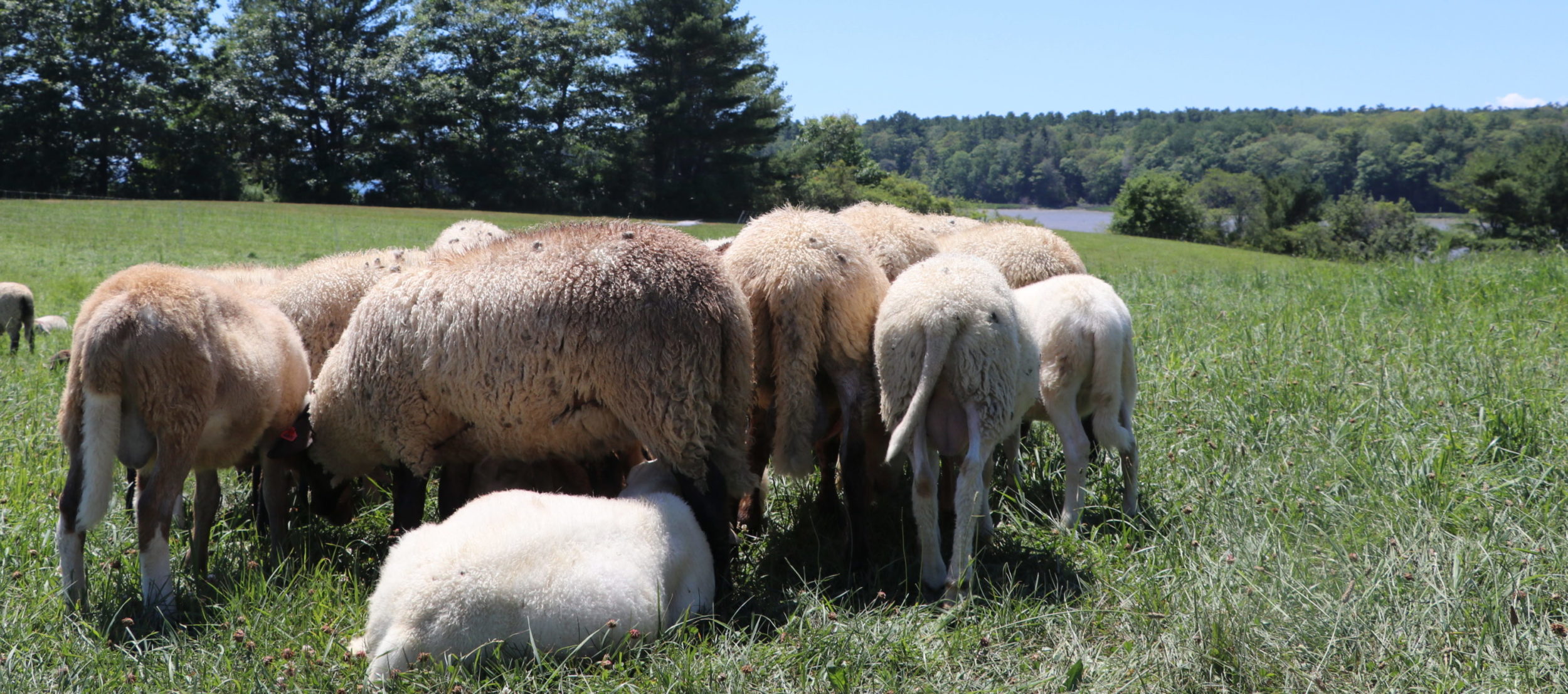 Meet our On-Site Sheep Shepherdess - Wolfe's Neck