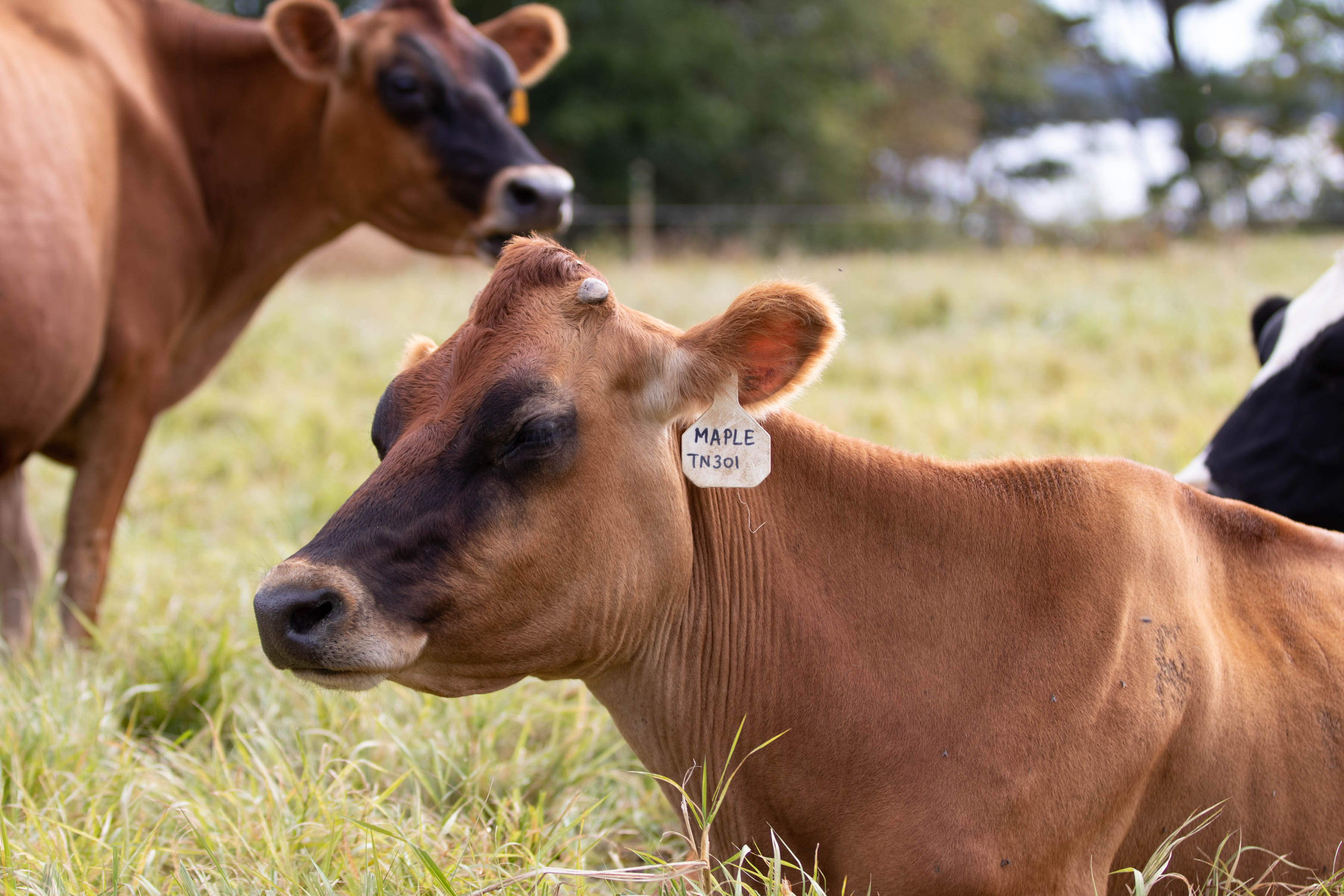 Cows for Climate Change Research - Wolfe's Neck