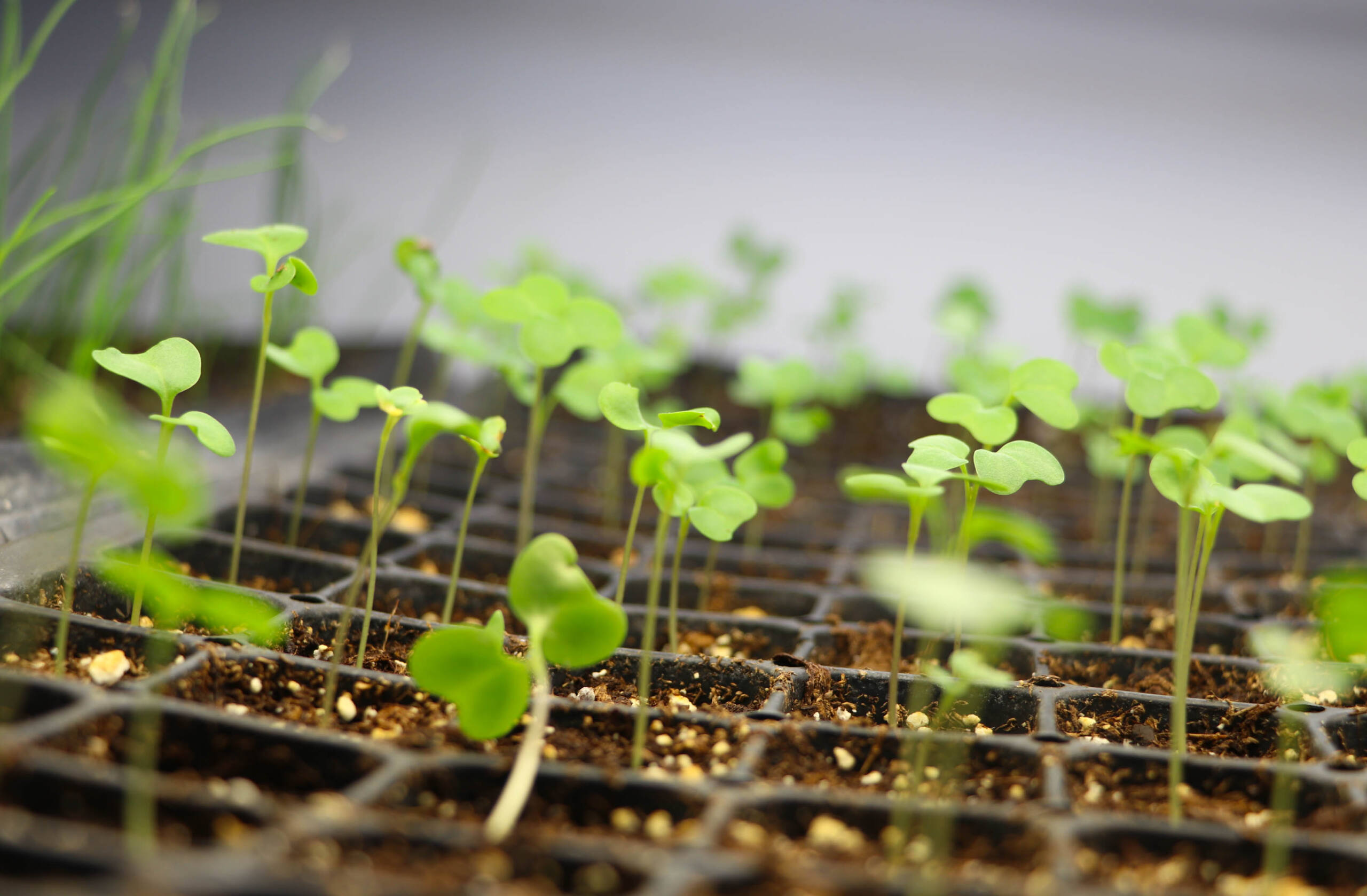 Our Values - Wolfe's Neck