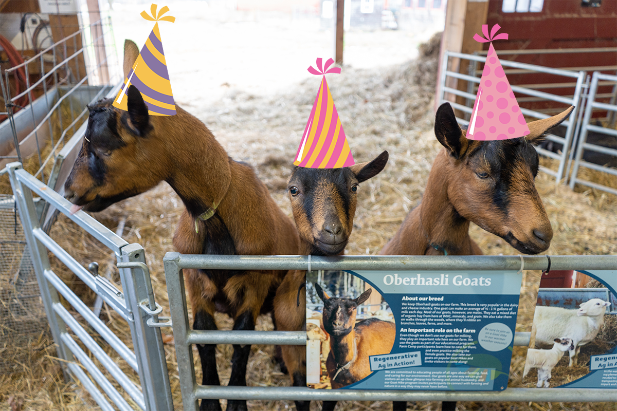 Farmyard Storytime: The Greedy Goat (VIDEO) - Wolfe's Neck