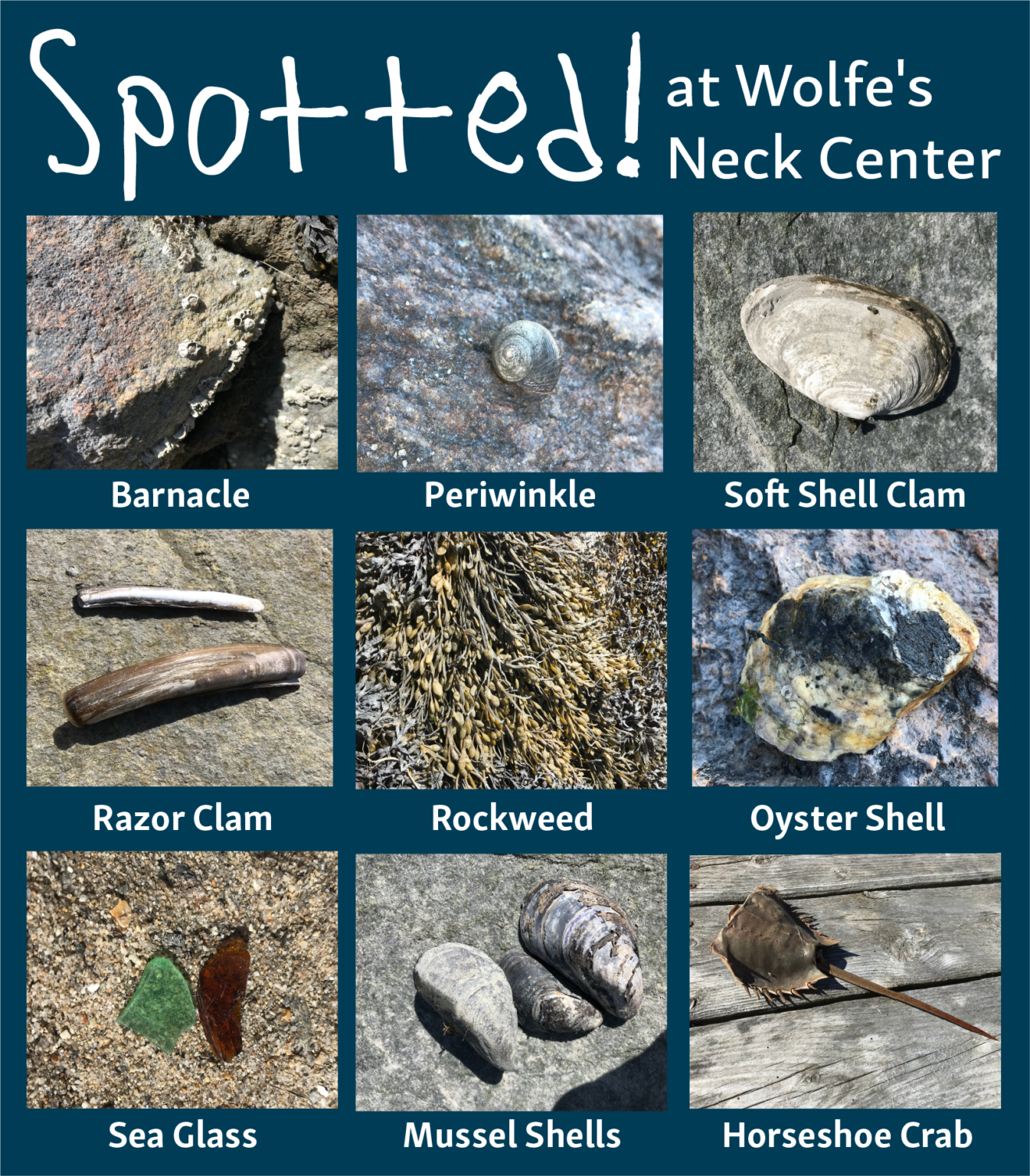 Spotted! Coast Activity - Wolfe's Neck