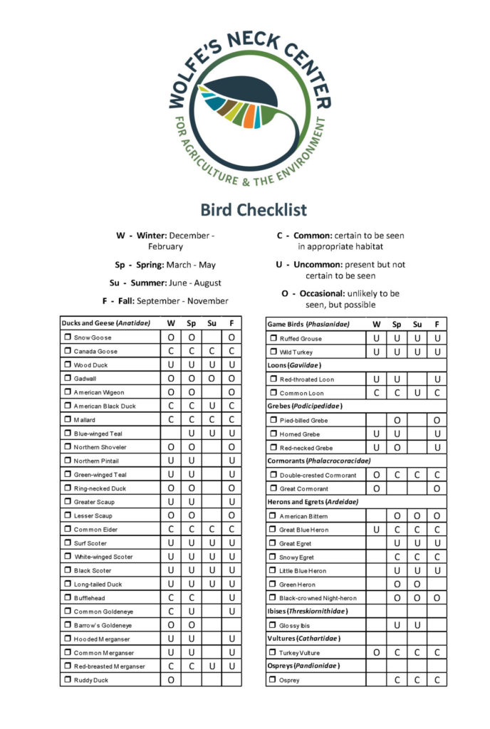 I Spy: Migratory Birds - Wolfe's Neck