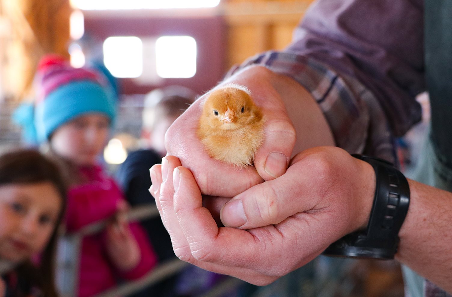 Farmyard Storytime: Lulu the Big Little Chick (VIDEO) - Wolfe's Neck