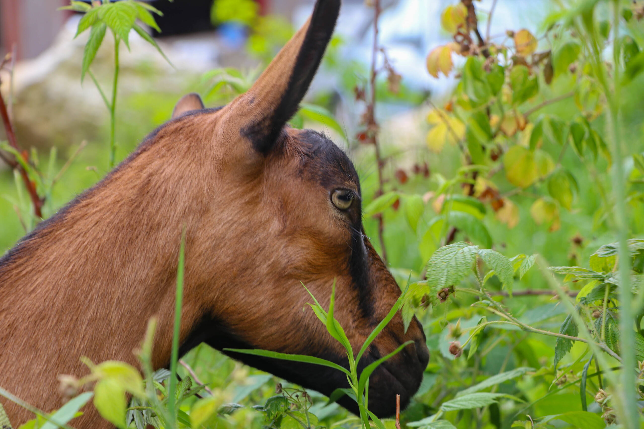 Goat Meet & Greet with a View (VIDEO) - Wolfe's Neck