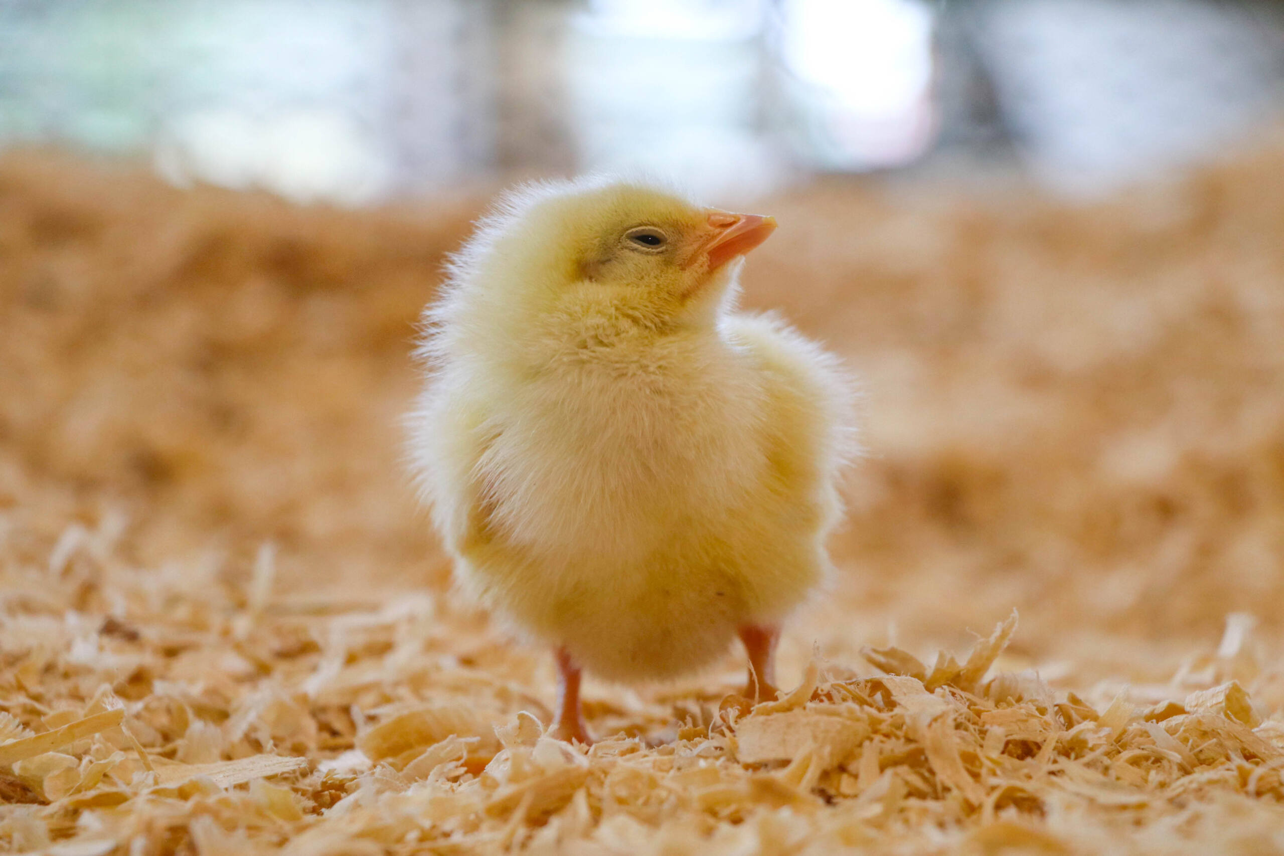 10 Minute Farm Tour: Chicks! (VIDEO) - Wolfe's Neck