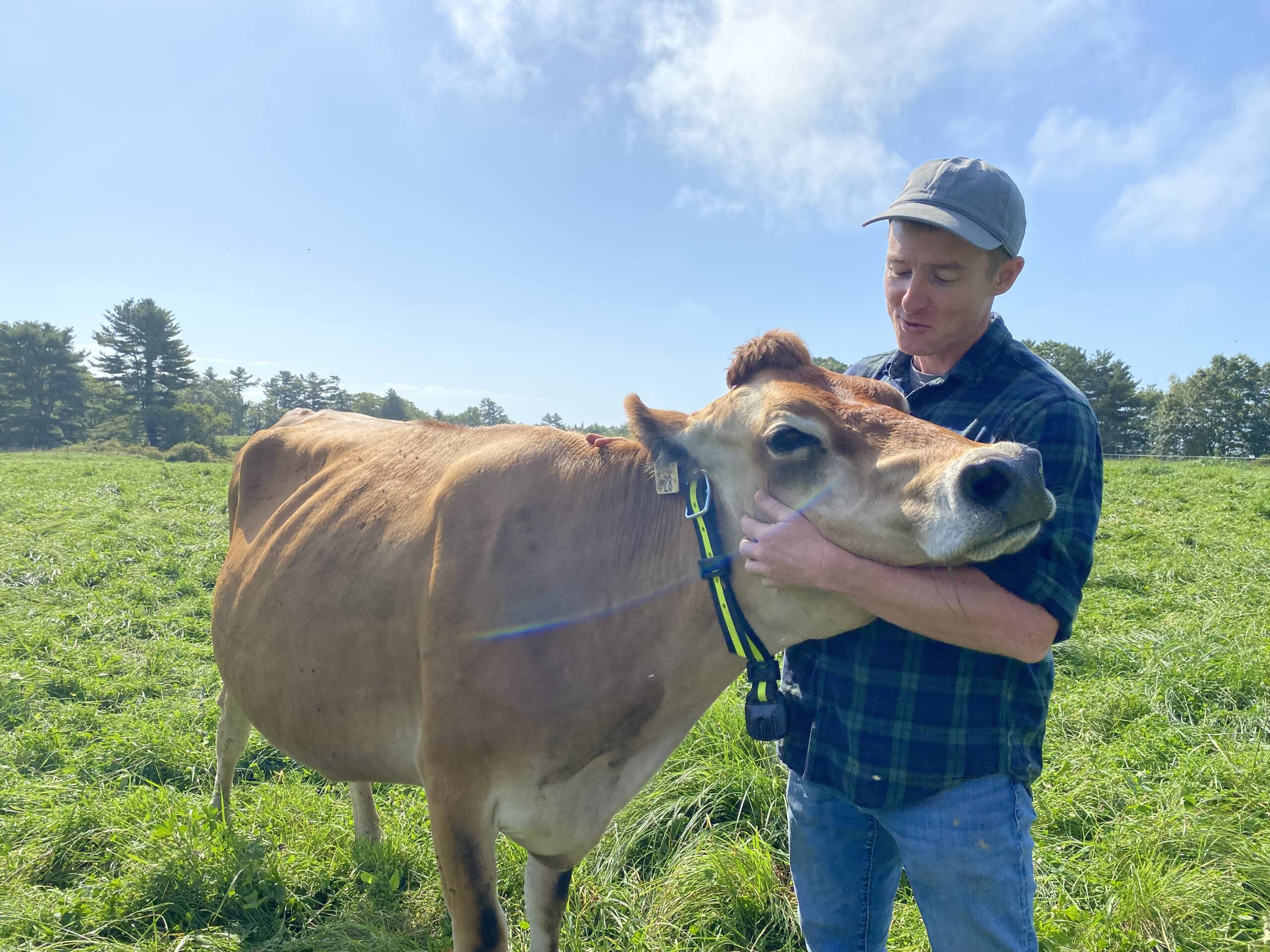 FitBits for Cows: Our New SenseHub Dairy Activity Monitors - Wolfe's Neck