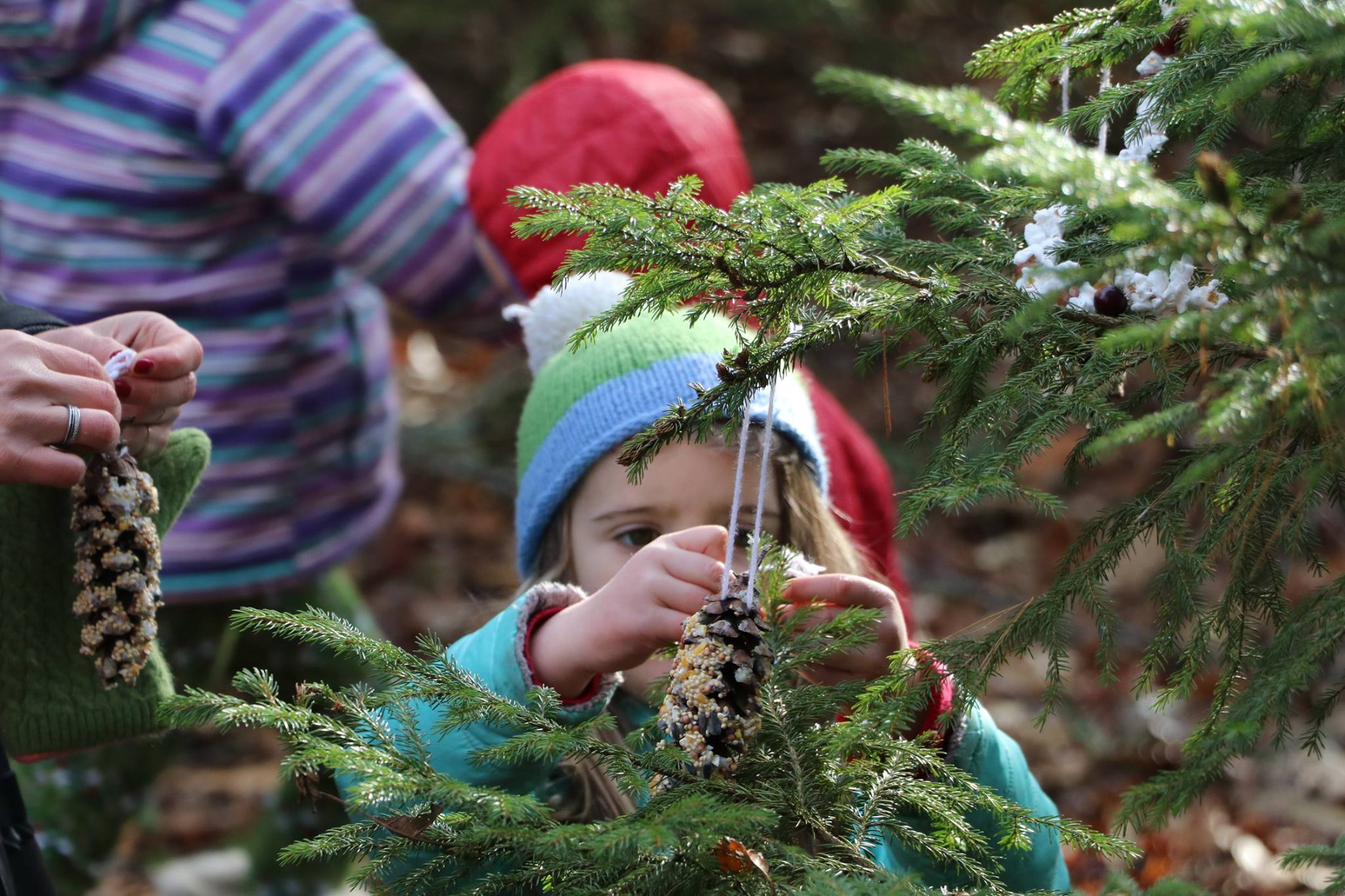 December 4: The Night Tree - Wolfe's Neck
