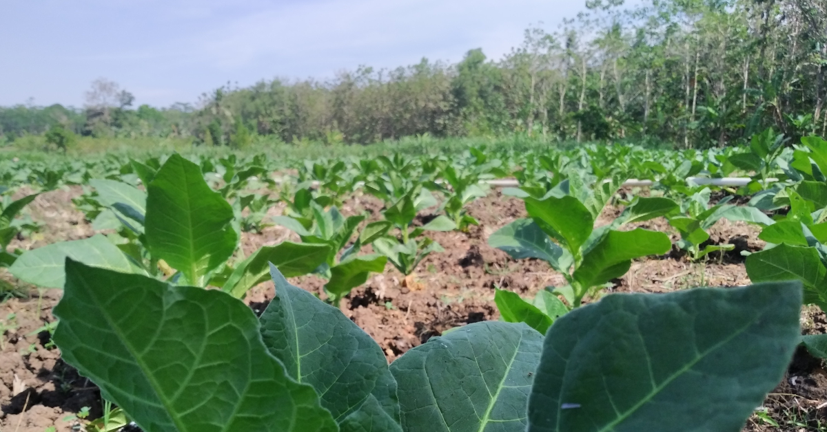 Why Cover Crops Matter: Protecting Soil and Sea at Wolfe’s Neck Center - Wolfe's Neck